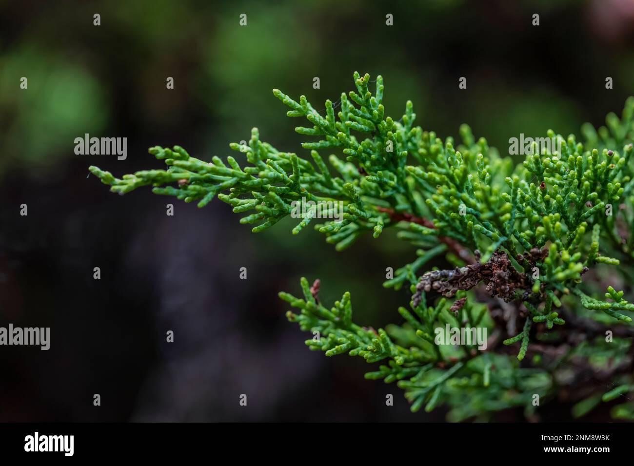 Monterey Cypress, Hesperocyparis macrocarpa, leaves at Point Lobos State Natural Reserve ...