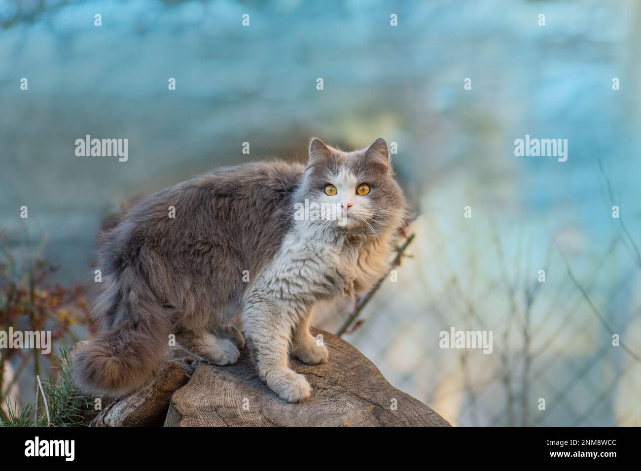 Adorable funny cat playing on backyard. Little funny cat sitting ...