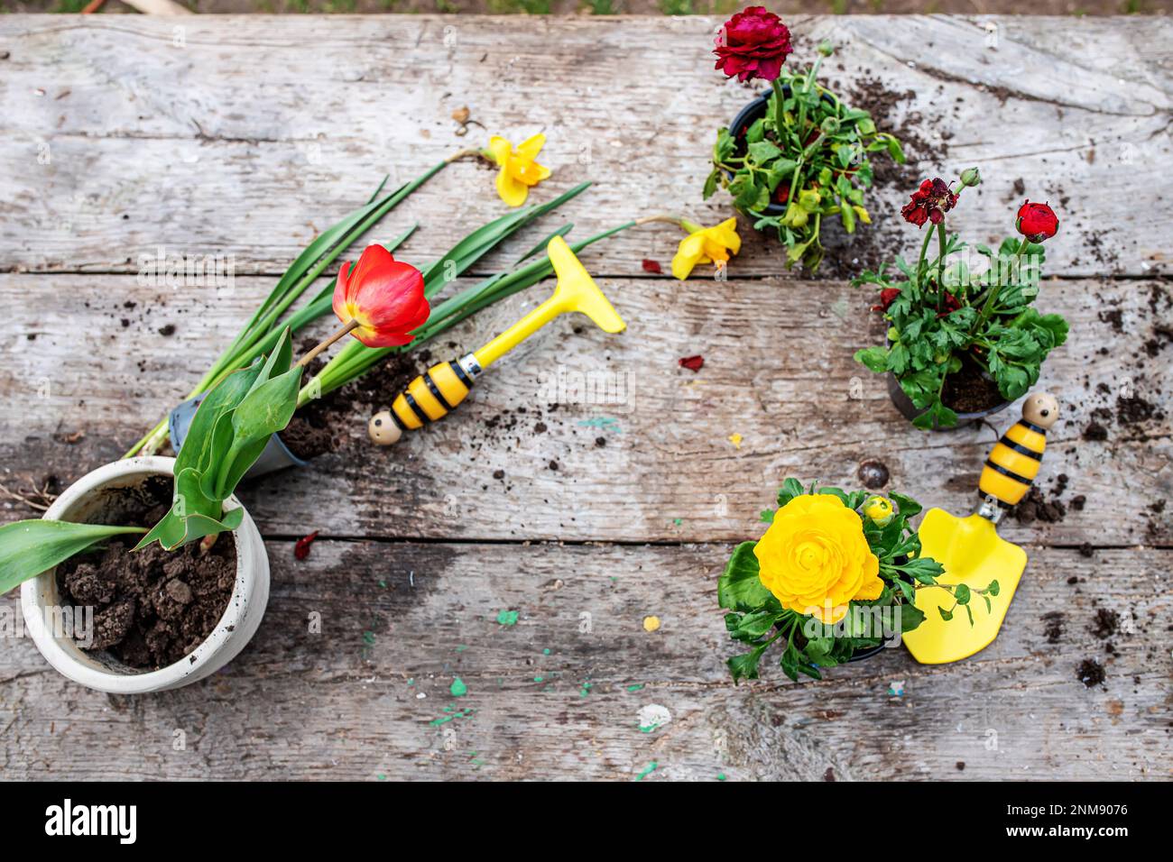 Tulip in a pot. Transplanting and cupping plants. Garden instruments ...