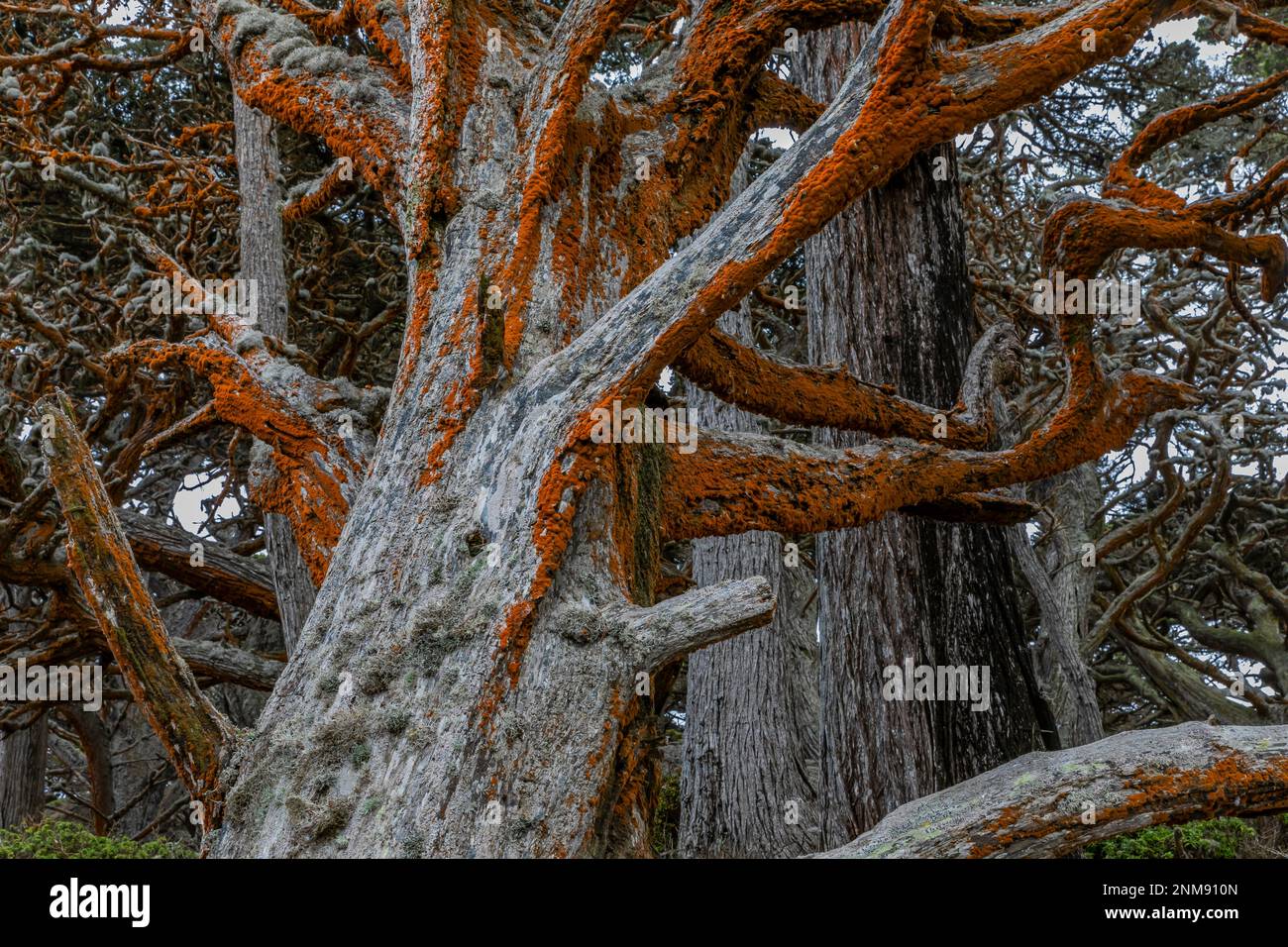 A chlorophyte green algae, Trentepohlia flava, bright orange on a dead ...