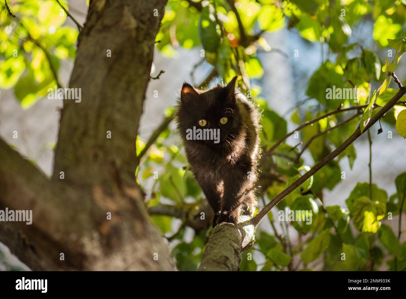 Cute cat climbs a tree in the park on the background of the sunset ...