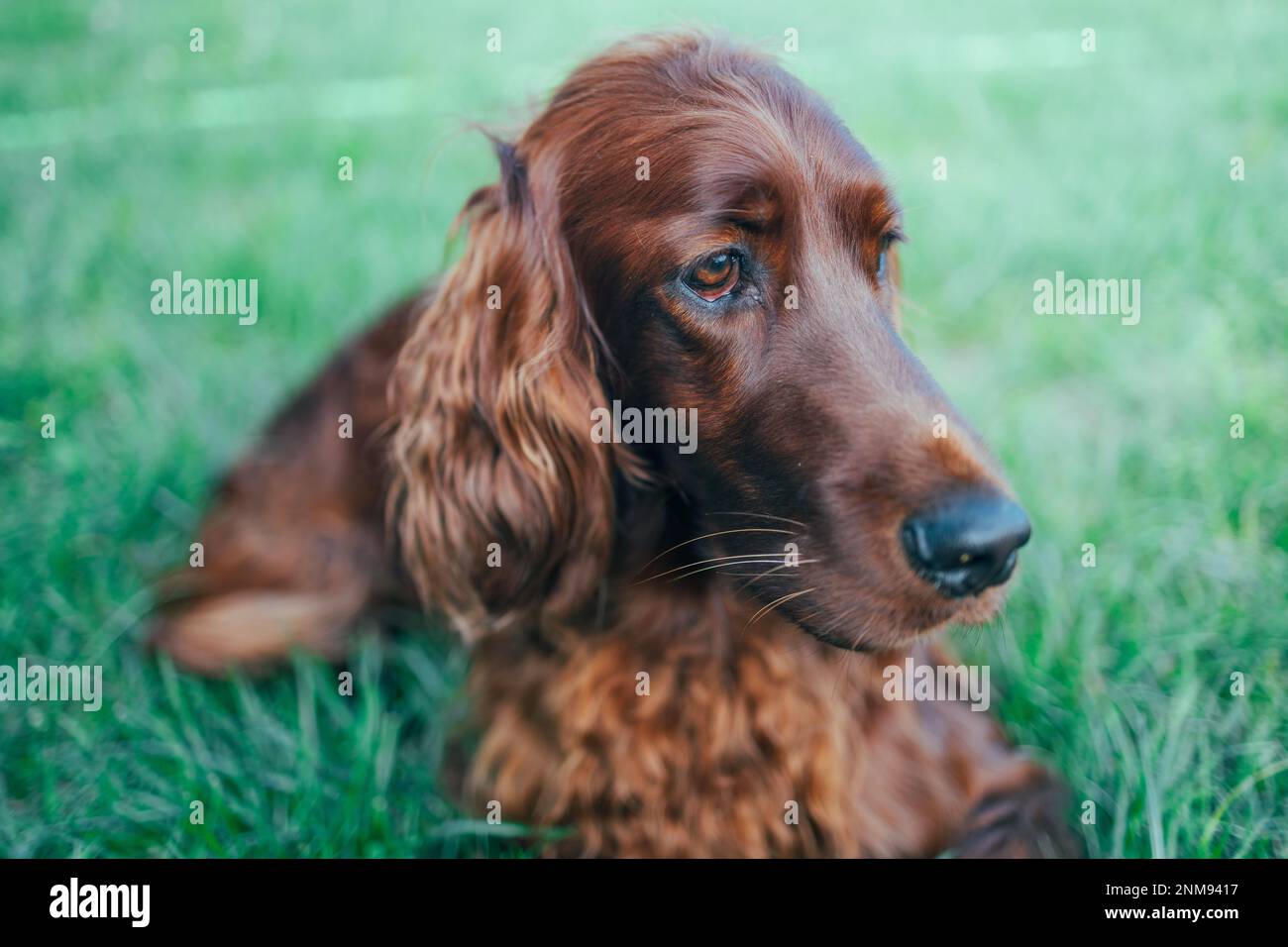Summer portrait magnificent of an Irish Setter dog close-up, lying in ...