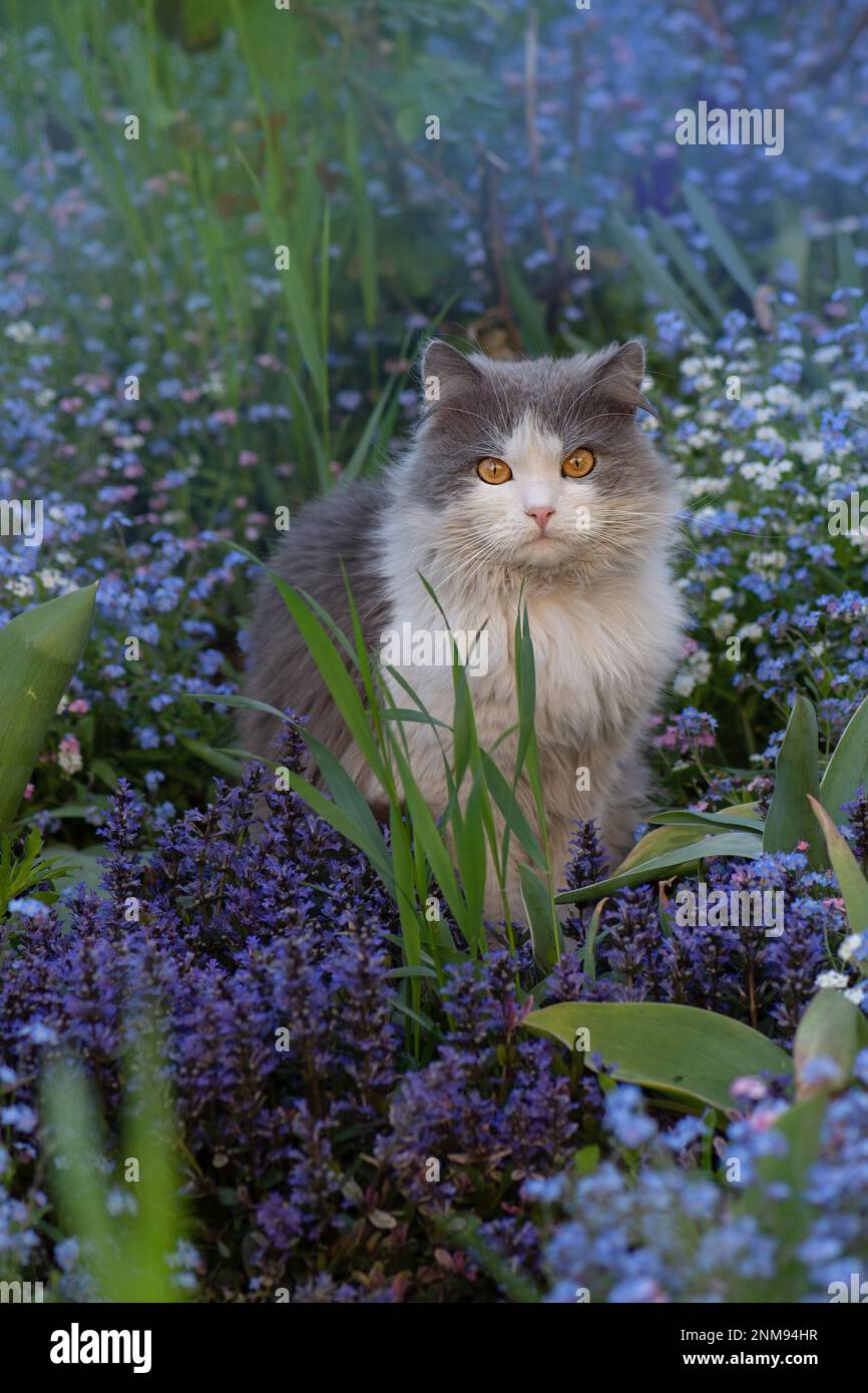 Blooming nature blue background with cat. Cat sits in spring blue ...
