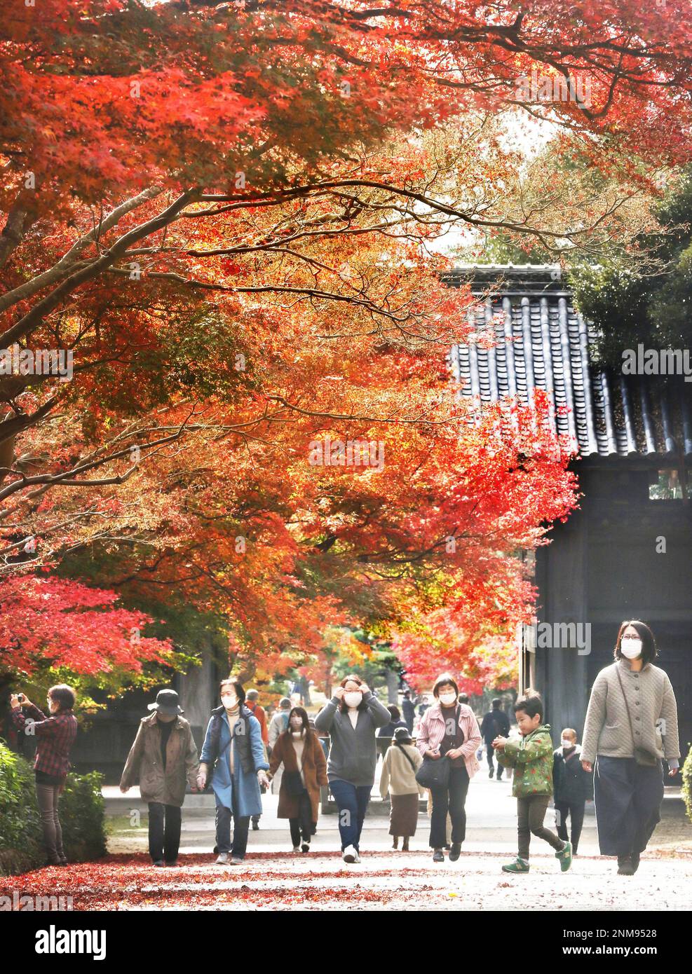 People enjoy viewing leaves of maple trees which turned red at Mohri ...