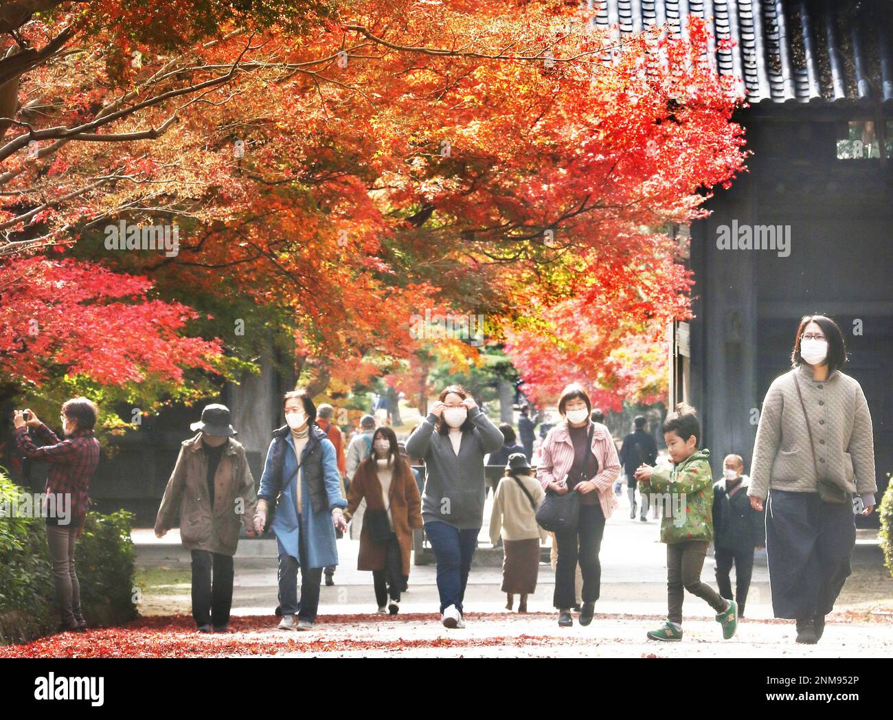 People enjoy viewing leaves of maple trees which turned red at Mohri garden in Hofu City ...