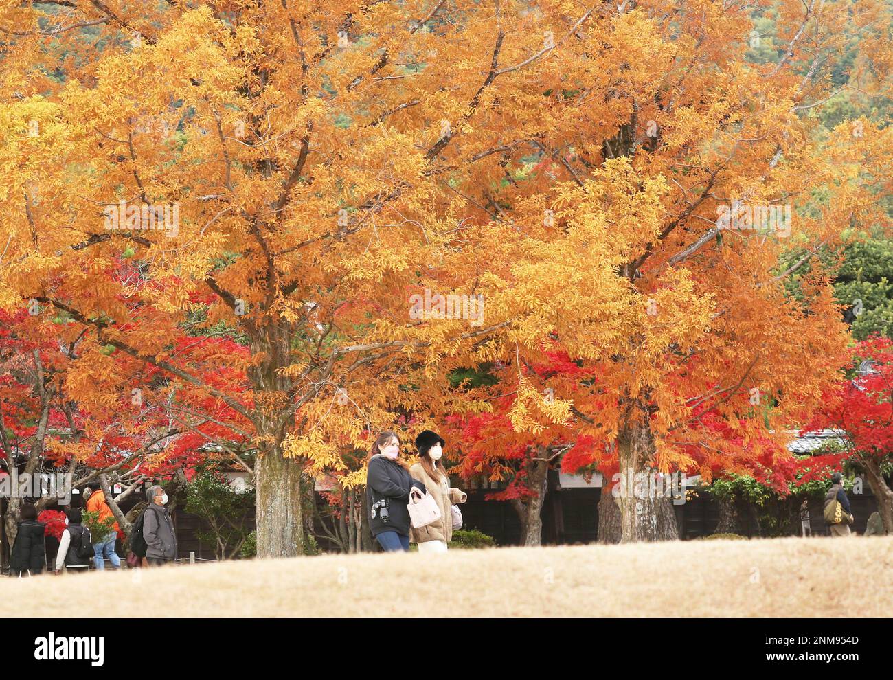 People enjoy viewing leaves of maple trees which turned red at Mohri ...