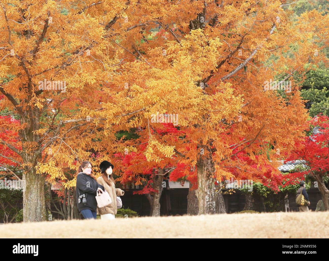 People enjoy viewing leaves of maple trees which turned red at Mohri ...