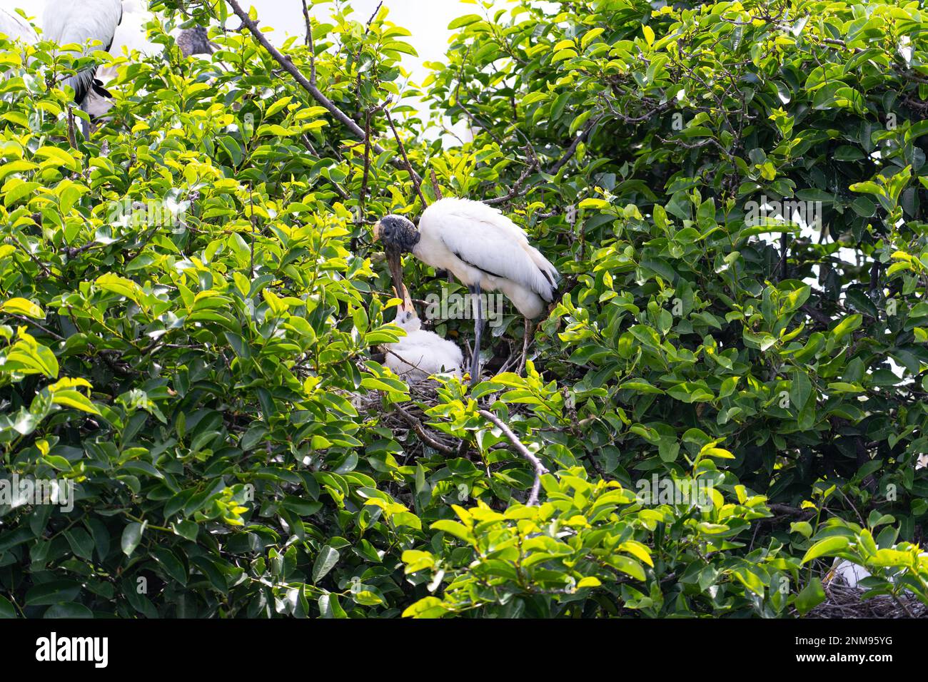 feeding baby bird Stock Photo - Alamy