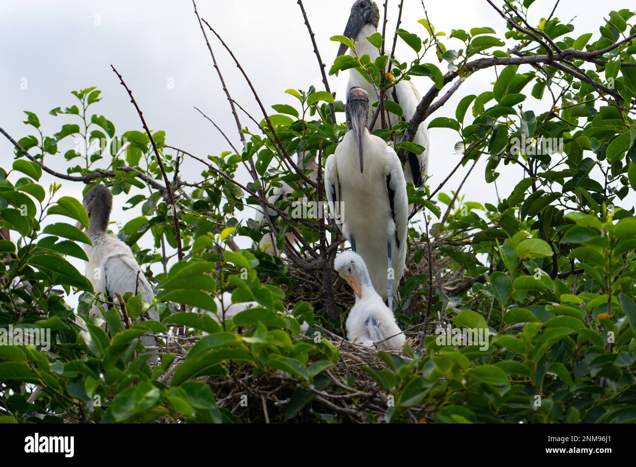 wood stork birds Stock Photo - Alamy
