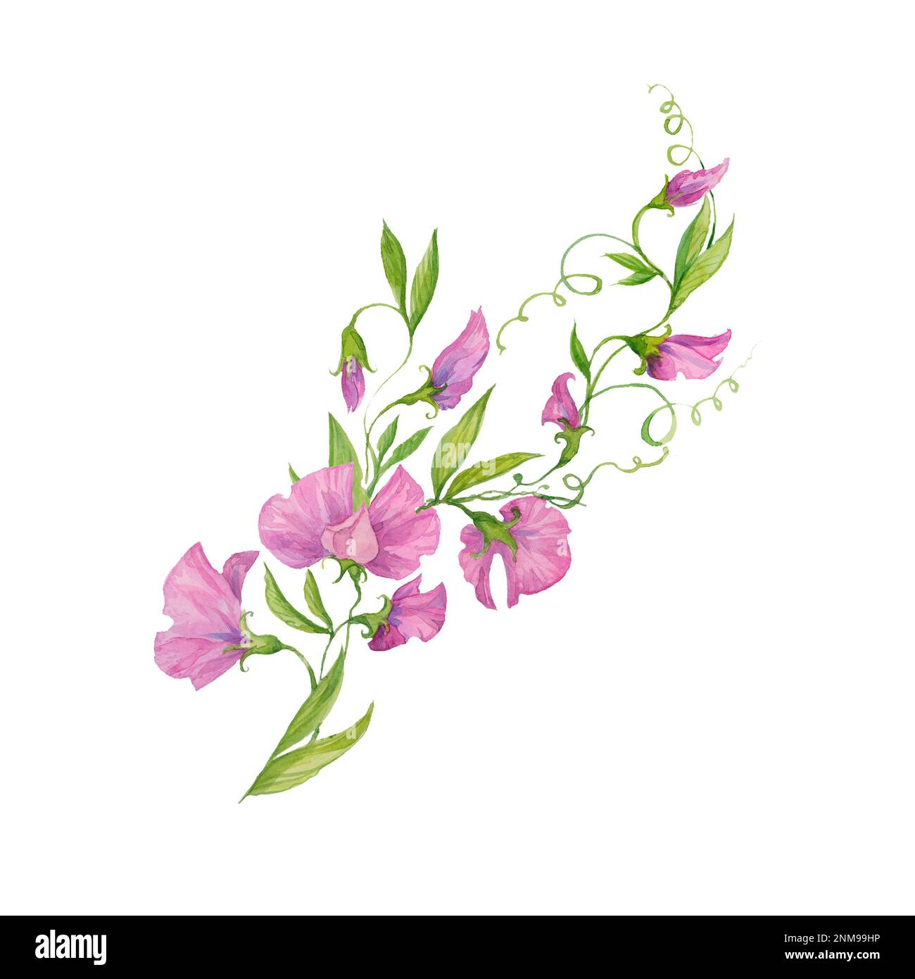 Pea shoots garden Cut Out Stock Images & Pictures - Alamy