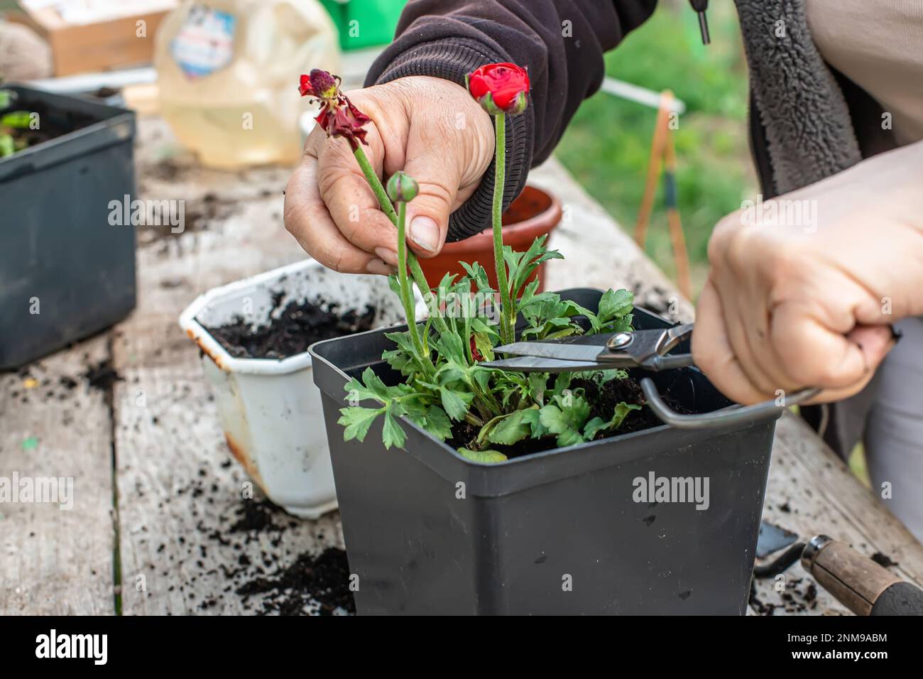 farmer's hands pruning with garden scissors a wilted ugly flower ...