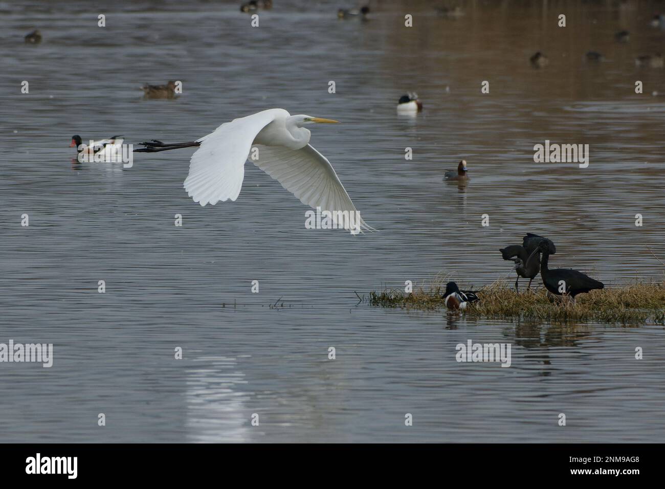 Great Egret flying (Ardea alba Stock Photo - Alamy