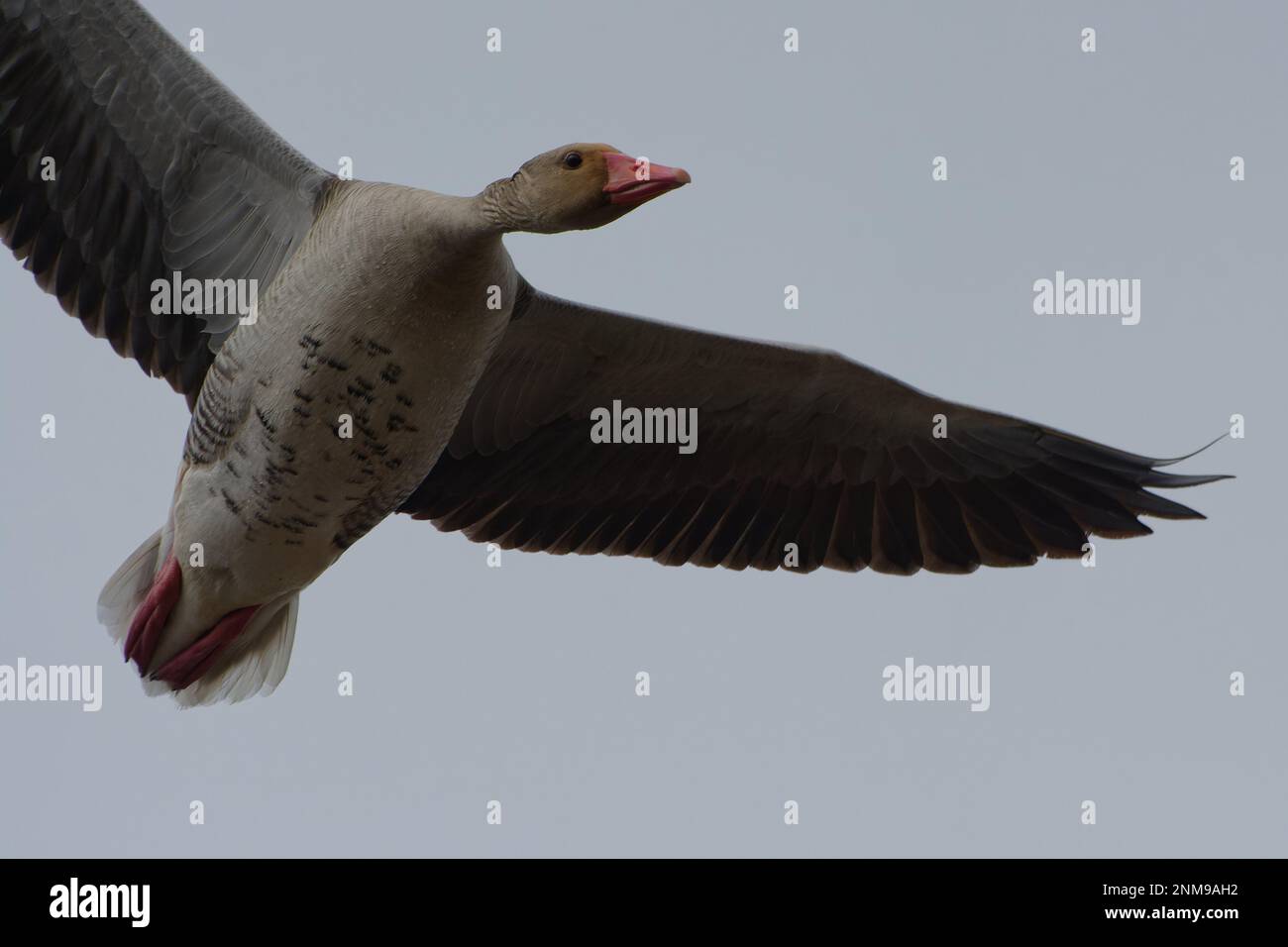 Grey goose mountains hi-res stock photography and images - Alamy