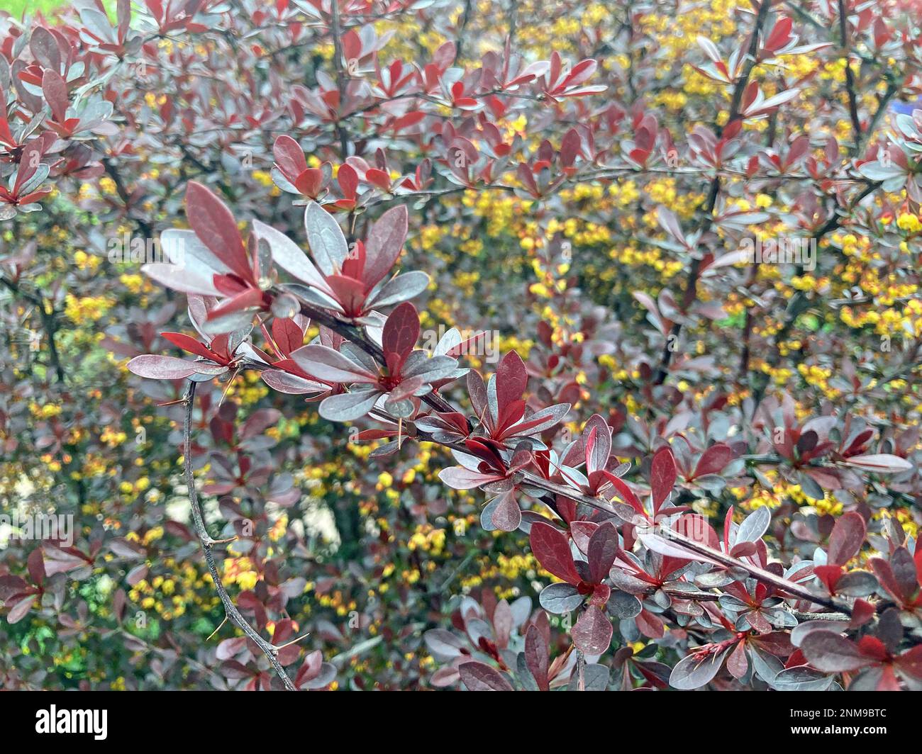 Beautifully reddened leaves of barberry bush. Barberry Thunberg. The ...