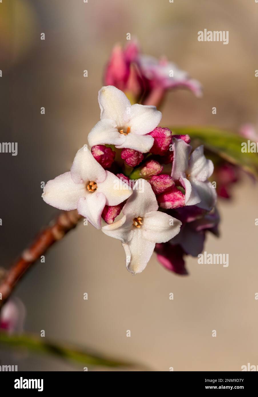 Macro shot of perfume princess Daphne flowers in bloom Stock Photo - Alamy