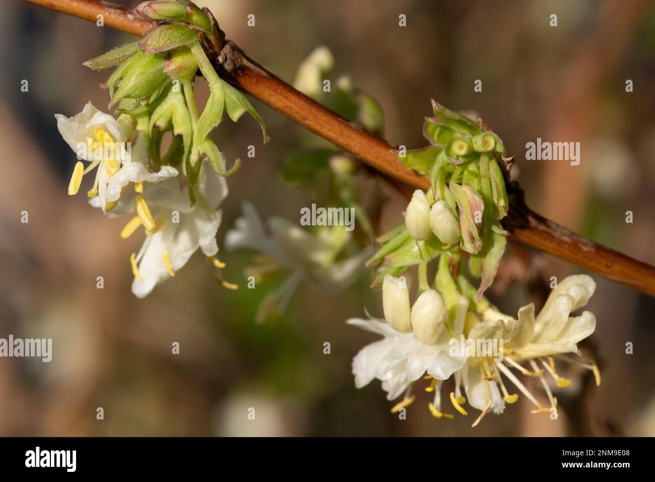 Close up of purpus honeysuckle (lonicera x purpusii) flowers in bloom ...