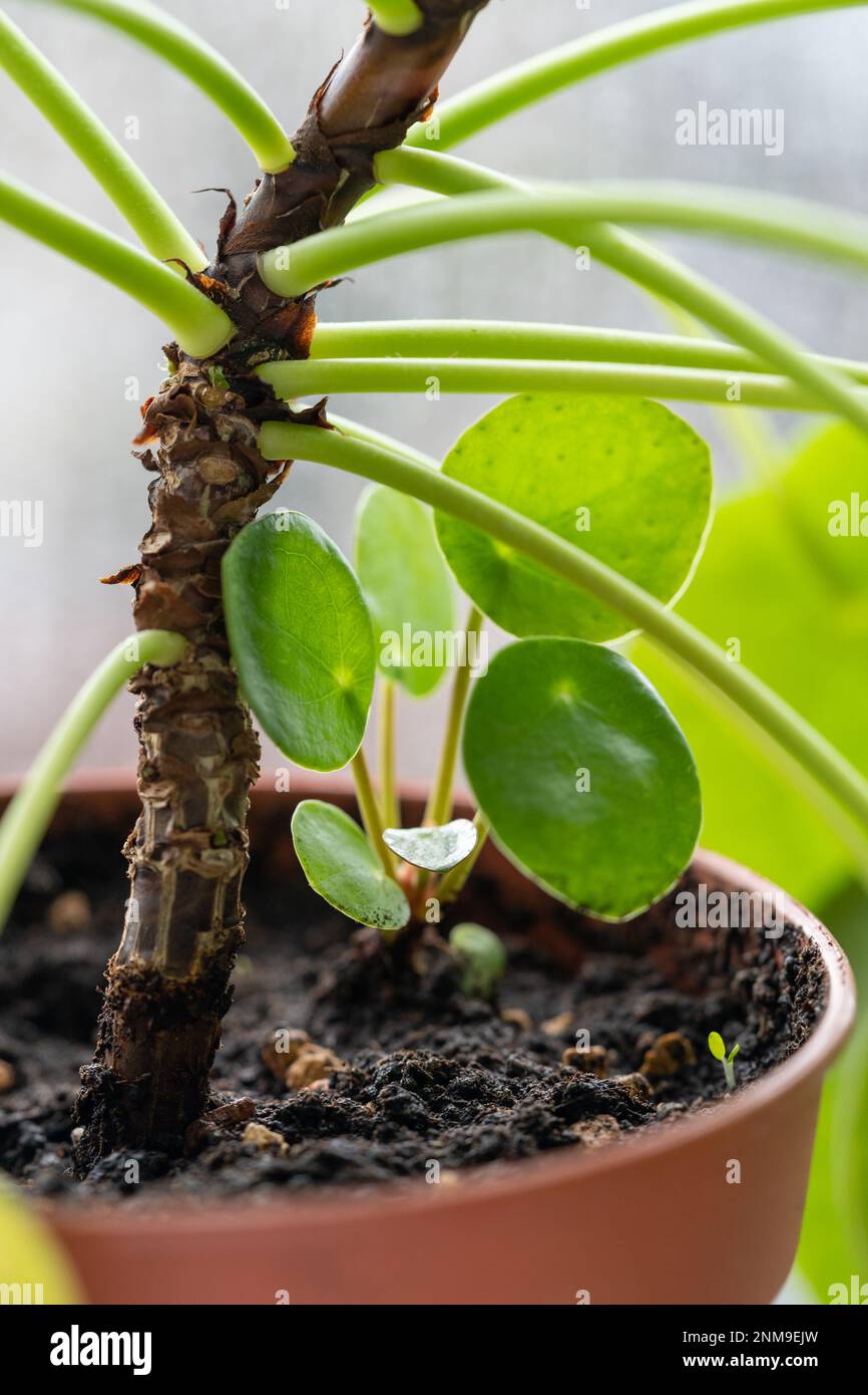Closeup of sprout of Pilea peperomioides or pancake plant in terracotta ...