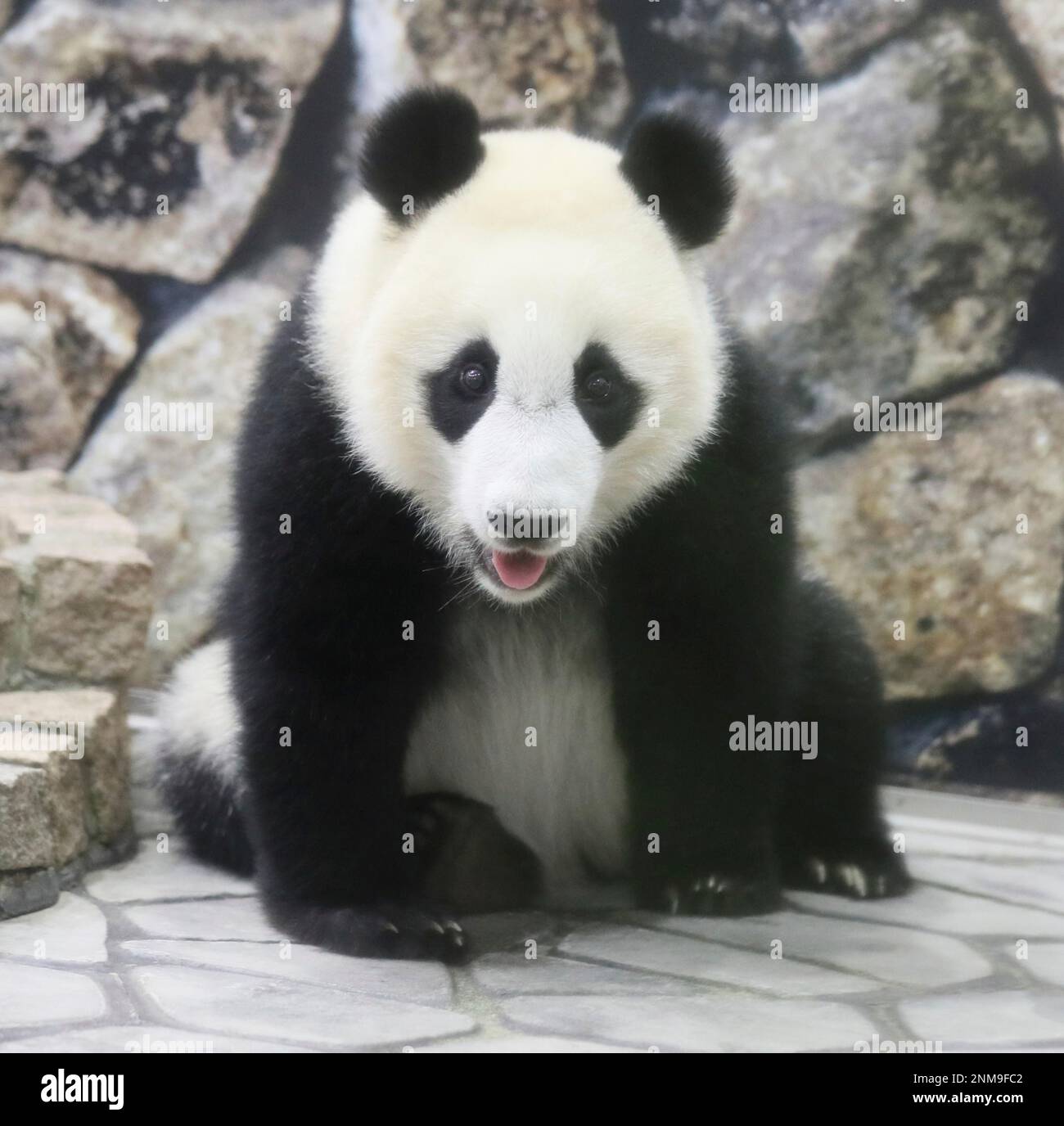 Baby giant panda "Fuhin" appears at outdoor playground at Adventure ...