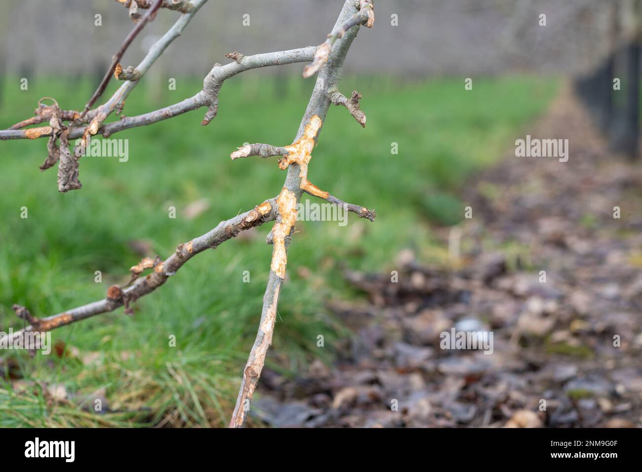Close up of a branch on an apple tree that has been chewed by a rabbit ...