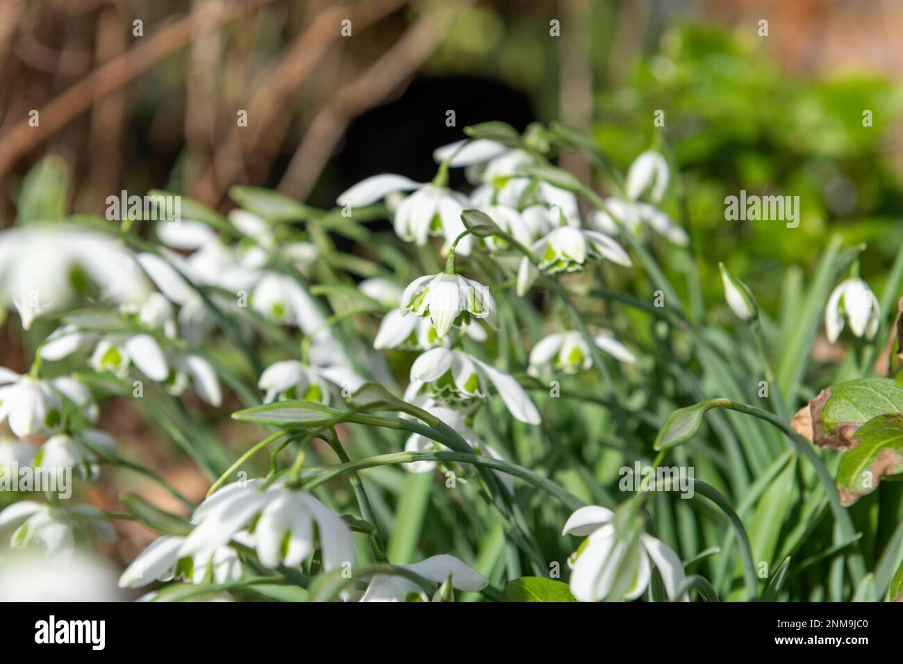 Galanthus ophelia snowdrops hi-res stock photography and images - Alamy