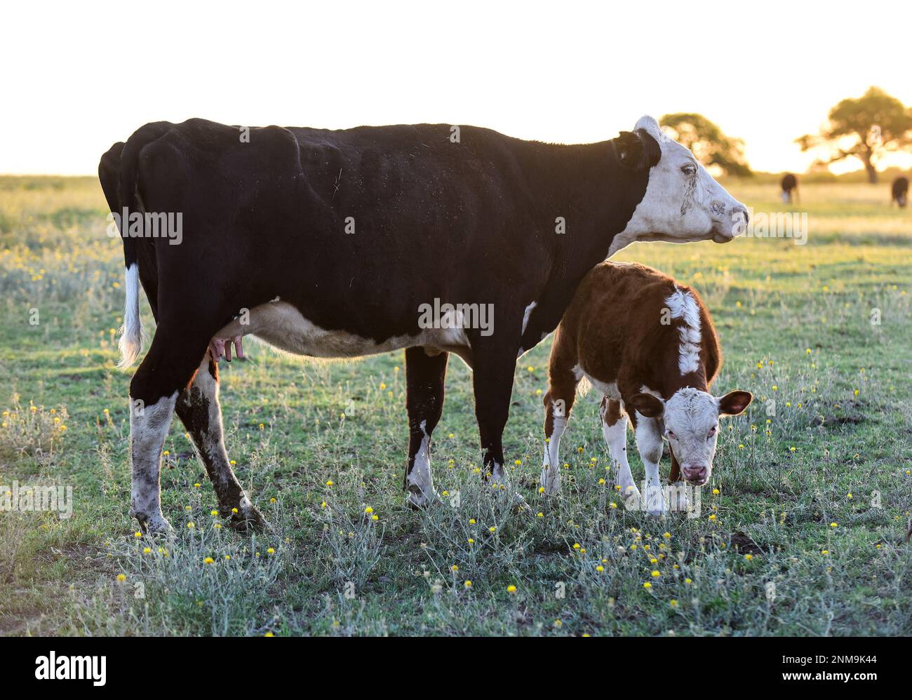 Cattle and calf in the Argentine countryside, Patagonia, Argentina ...