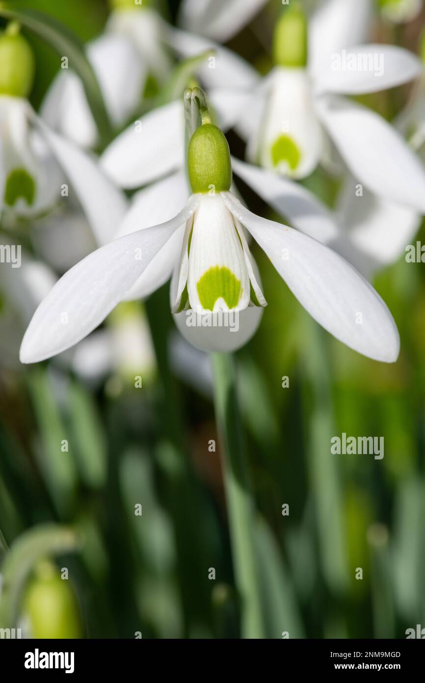 Galanthus moccas hi-res stock photography and images - Alamy