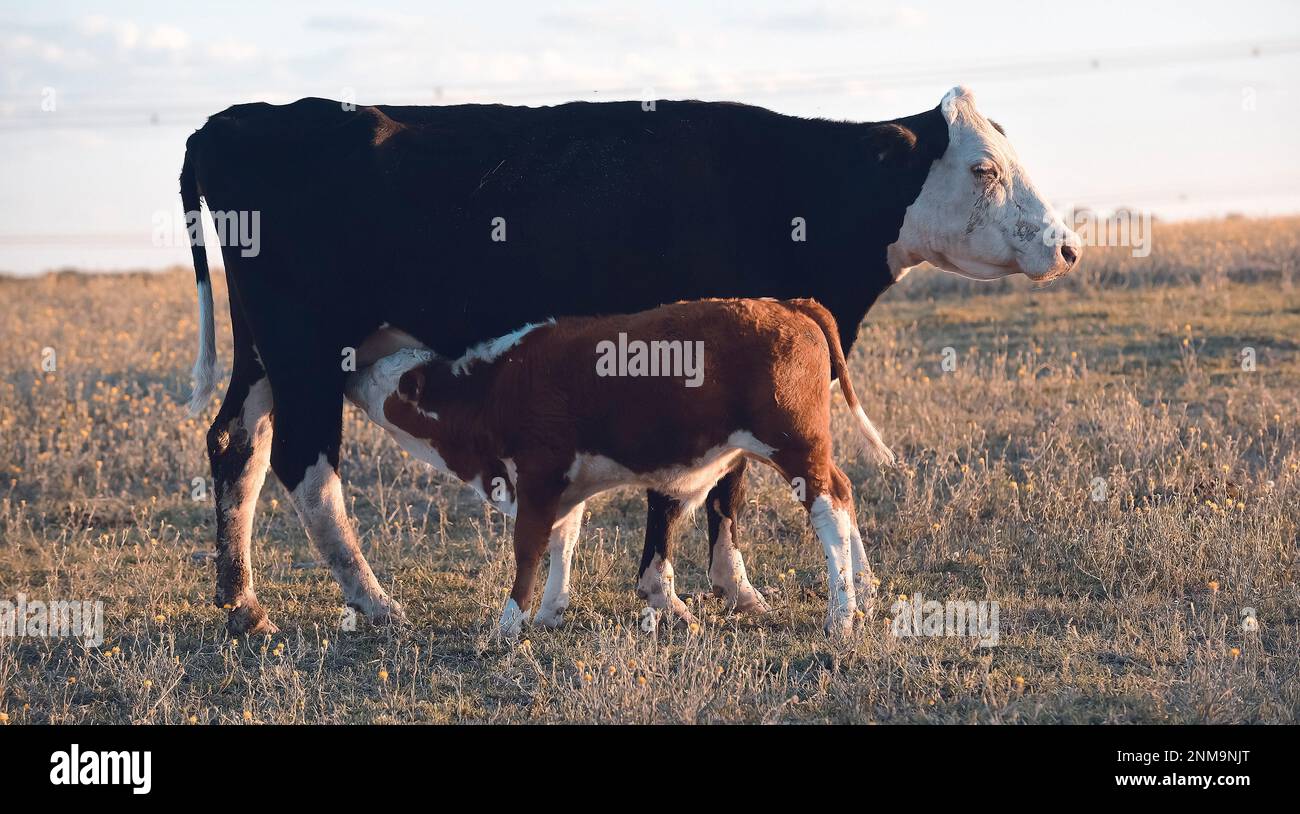 Cattle and calf in the Argentine countryside, Patagonia, Argentina ...