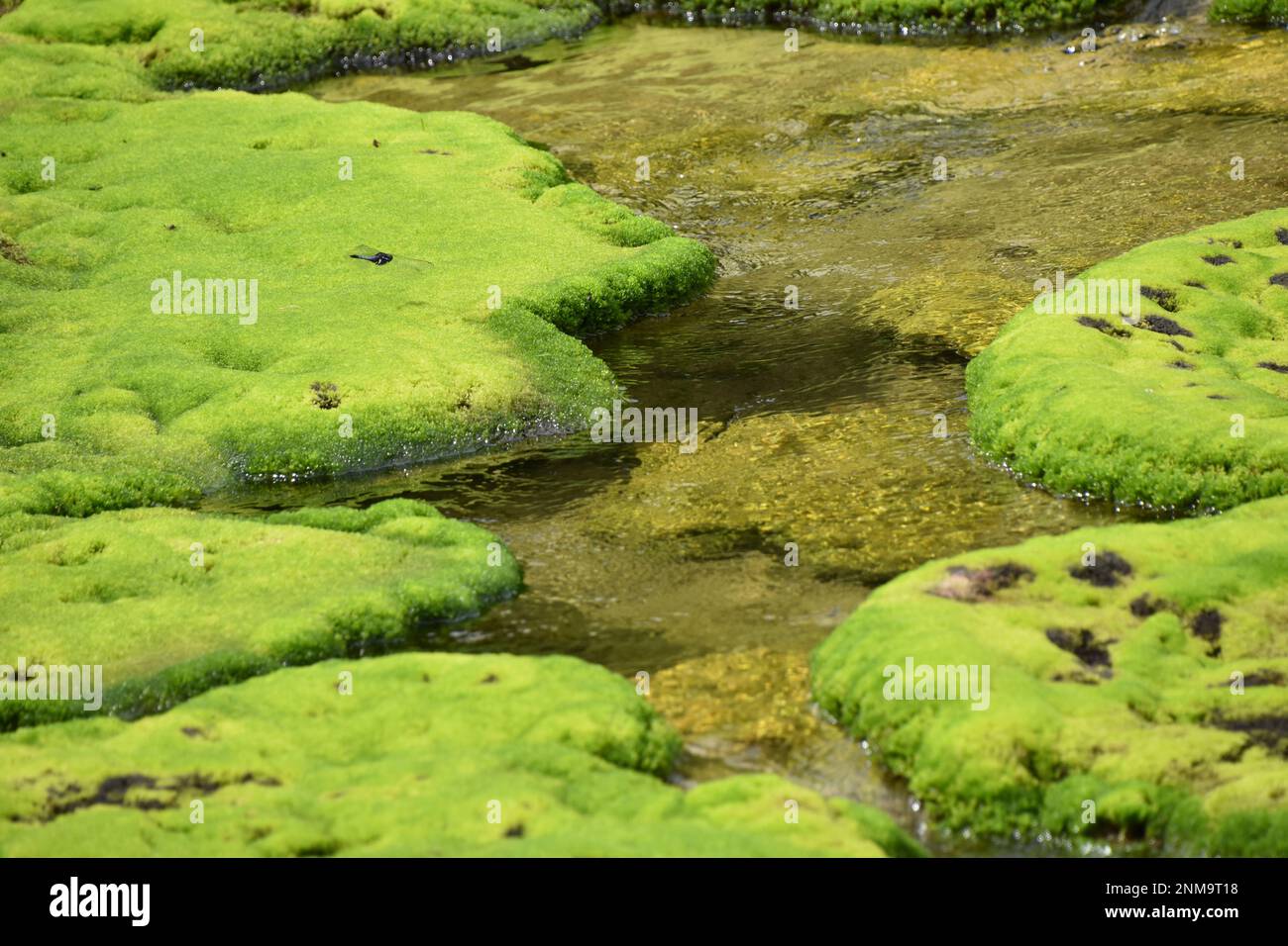 Jungermannia vulcanicola are pictured at Chatsubomigoke Koen Park in ...