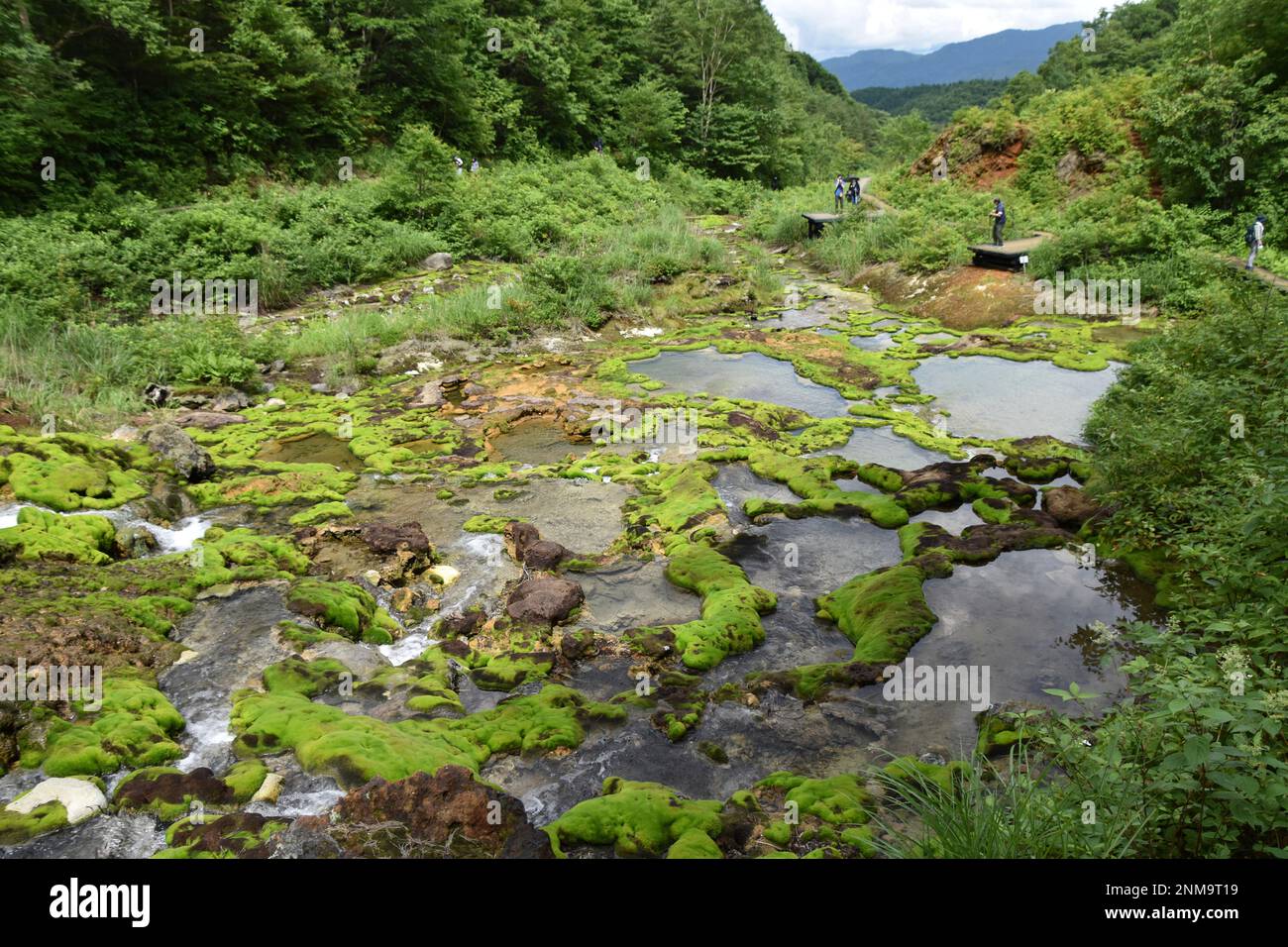 Jungermannia vulcanicola are pictured at Chatsubomigoke Koen Park in ...