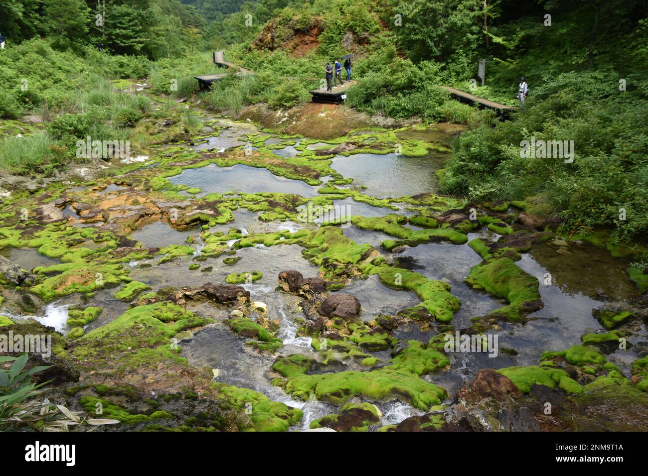 Jungermannia vulcanicola are pictured at Chatsubomigoke Koen Park in ...