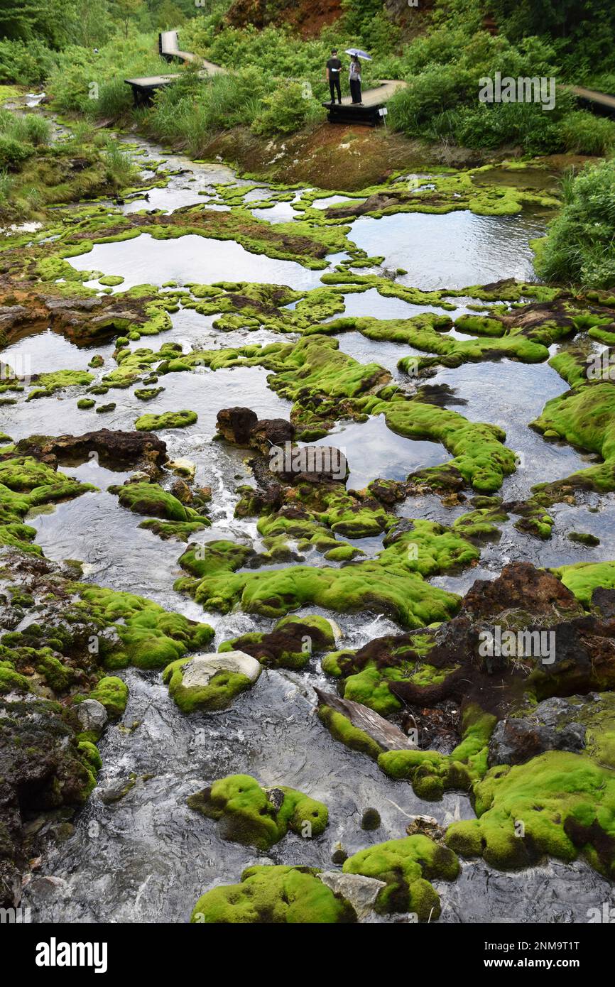 Jungermannia vulcanicola are pictured at Chatsubomigoke Koen Park in ...