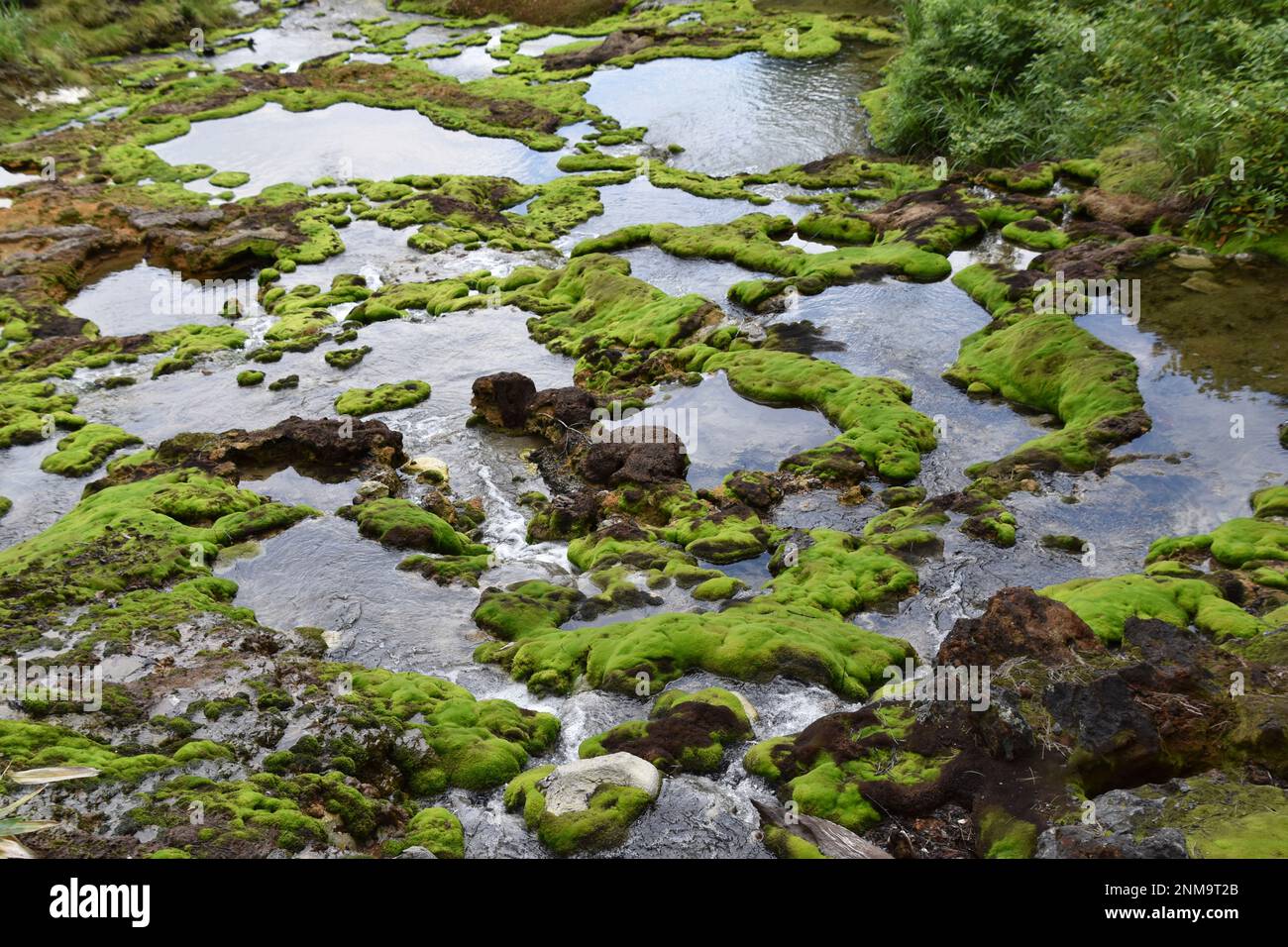 Jungermannia vulcanicola are pictured at Chatsubomigoke Koen Park in ...