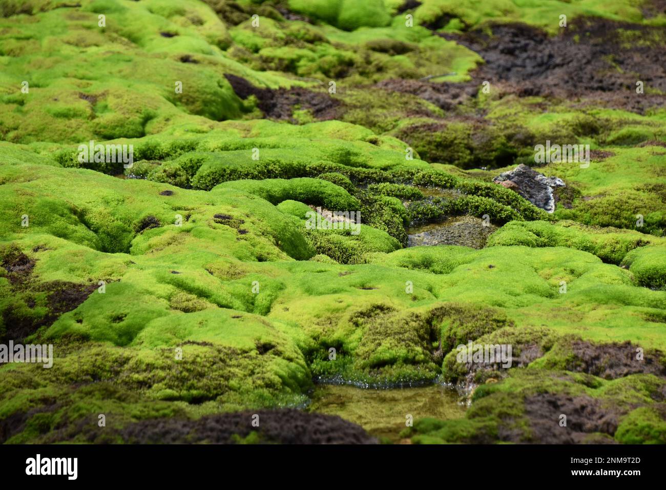 Jungermannia vulcanicola are pictured at Chatsubomigoke Koen Park in ...