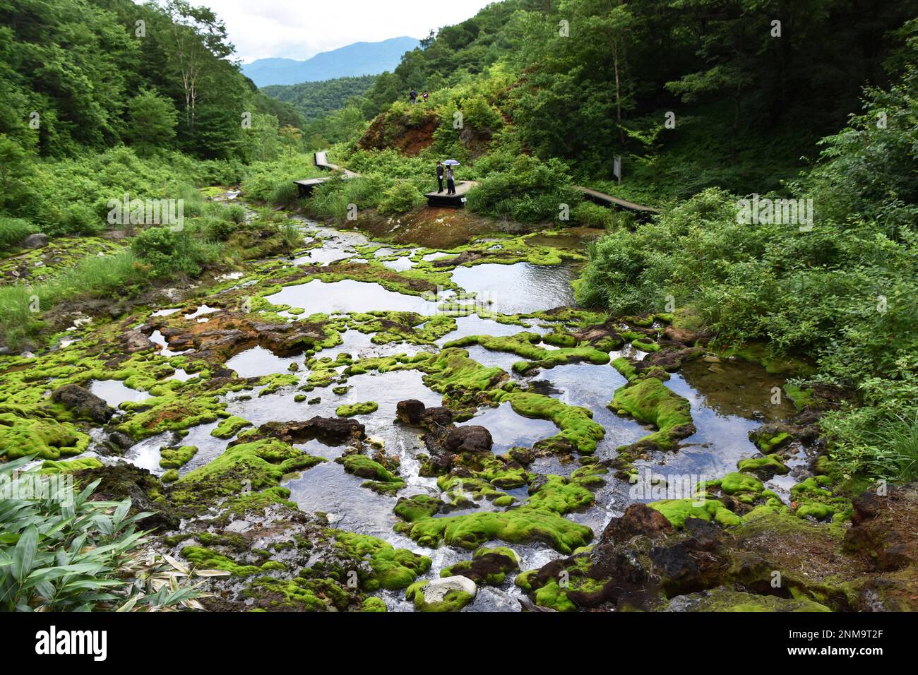 Jungermannia vulcanicola are pictured at Chatsubomigoke Koen Park in ...