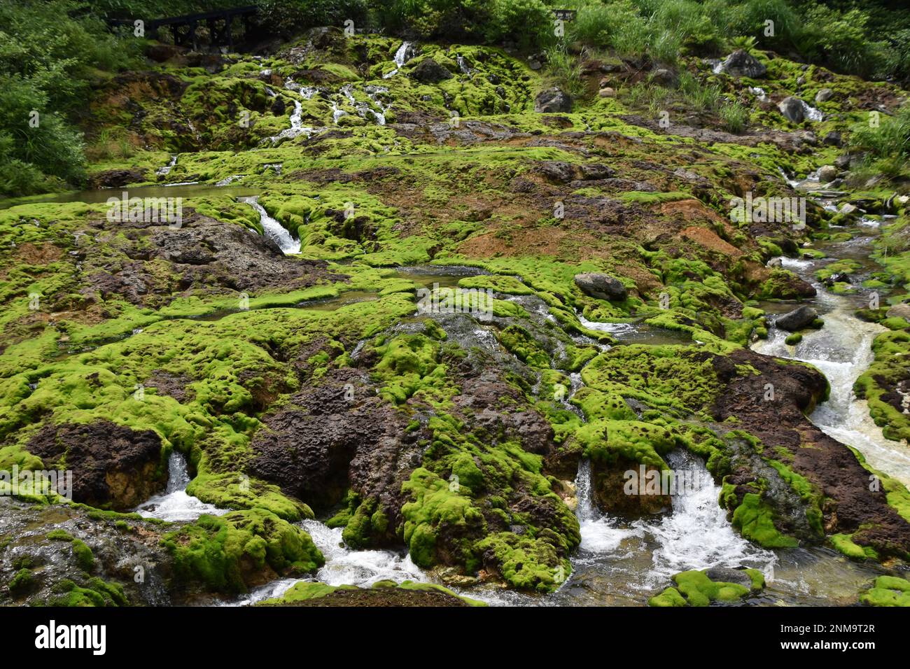 Jungermannia vulcanicola are pictured at Chatsubomigoke Koen Park in ...