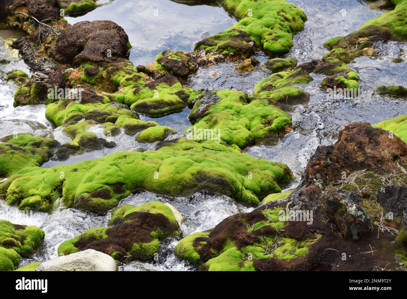 Jungermannia vulcanicola are pictured at Chatsubomigoke Koen Park in ...