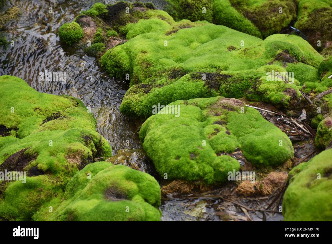 Jungermannia vulcanicola are pictured at Chatsubomigoke Koen Park in ...