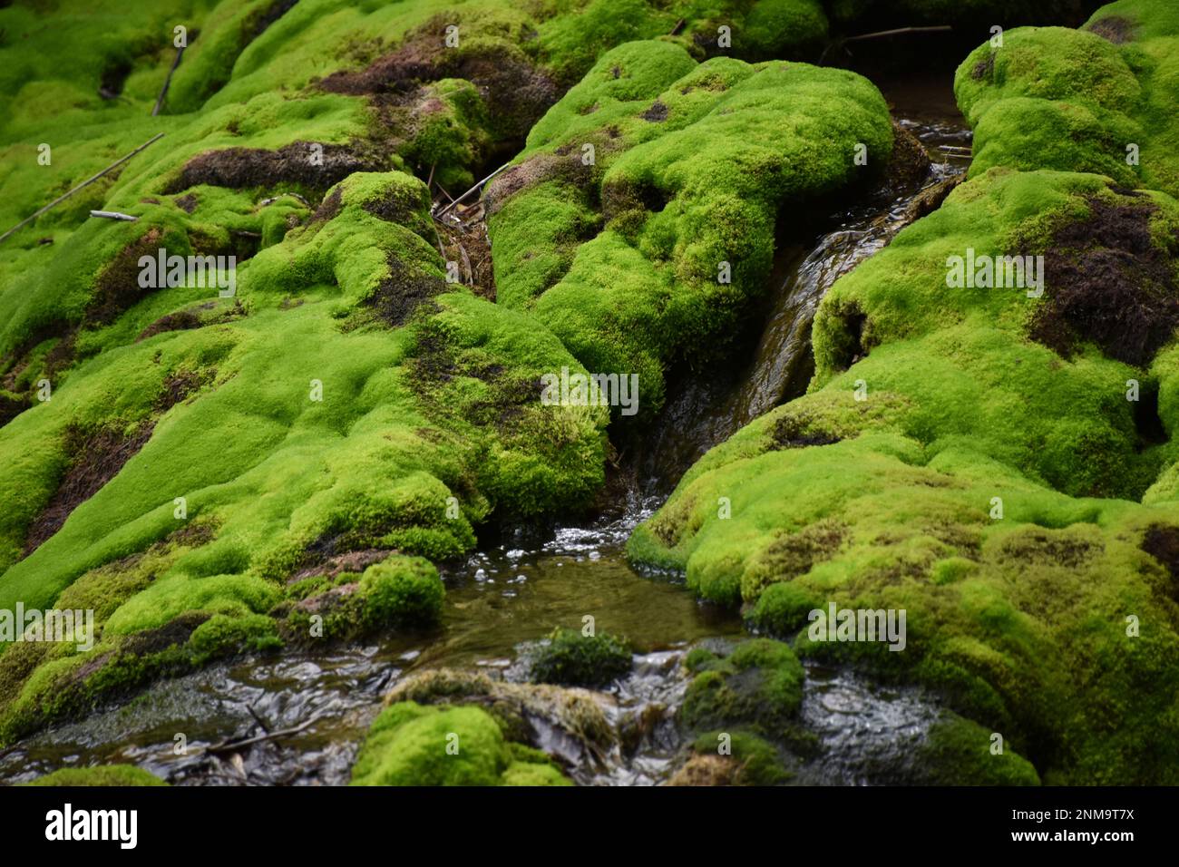 Jungermannia vulcanicola are pictured at Chatsubomigoke Koen Park in ...
