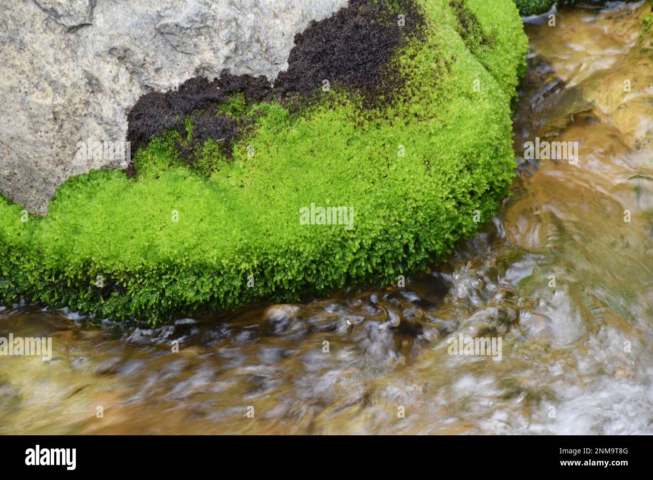 Jungermannia vulcanicola are pictured at Chatsubomigoke Koen Park in ...