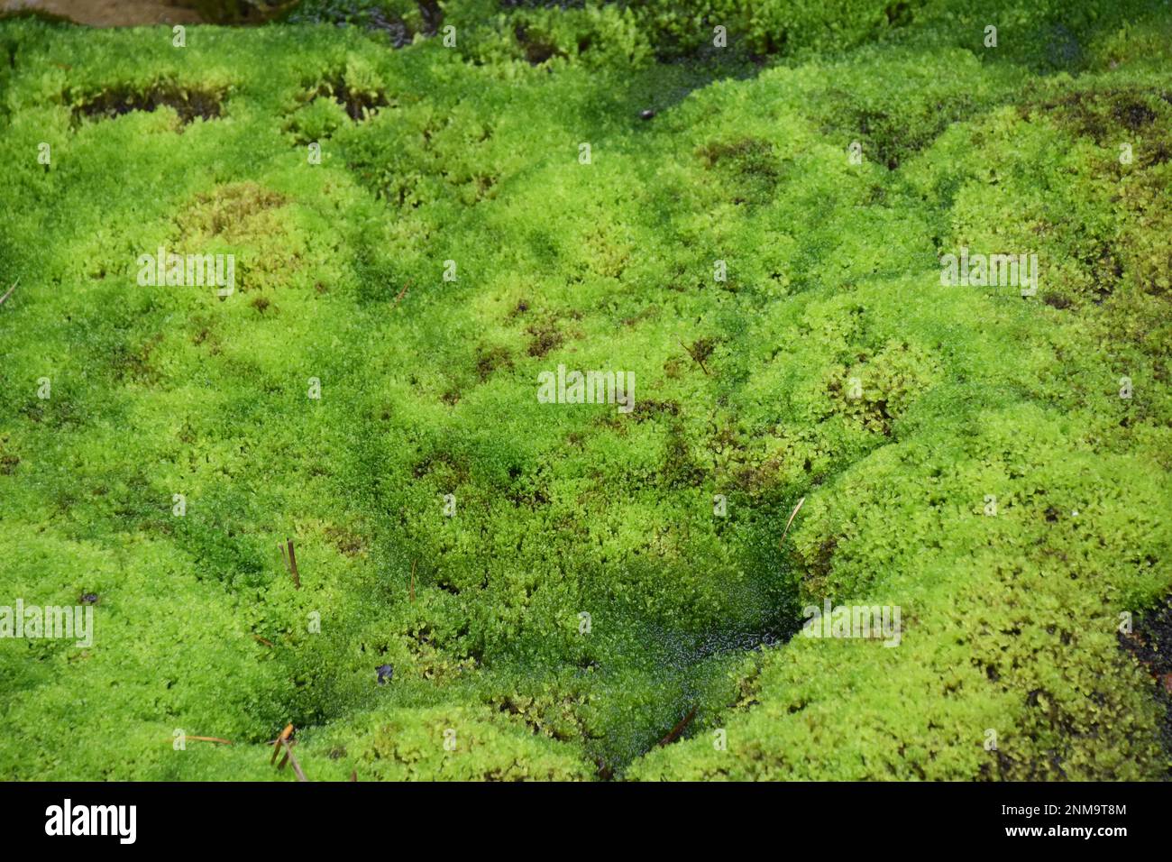 Jungermannia vulcanicola are pictured at Chatsubomigoke Koen Park in ...
