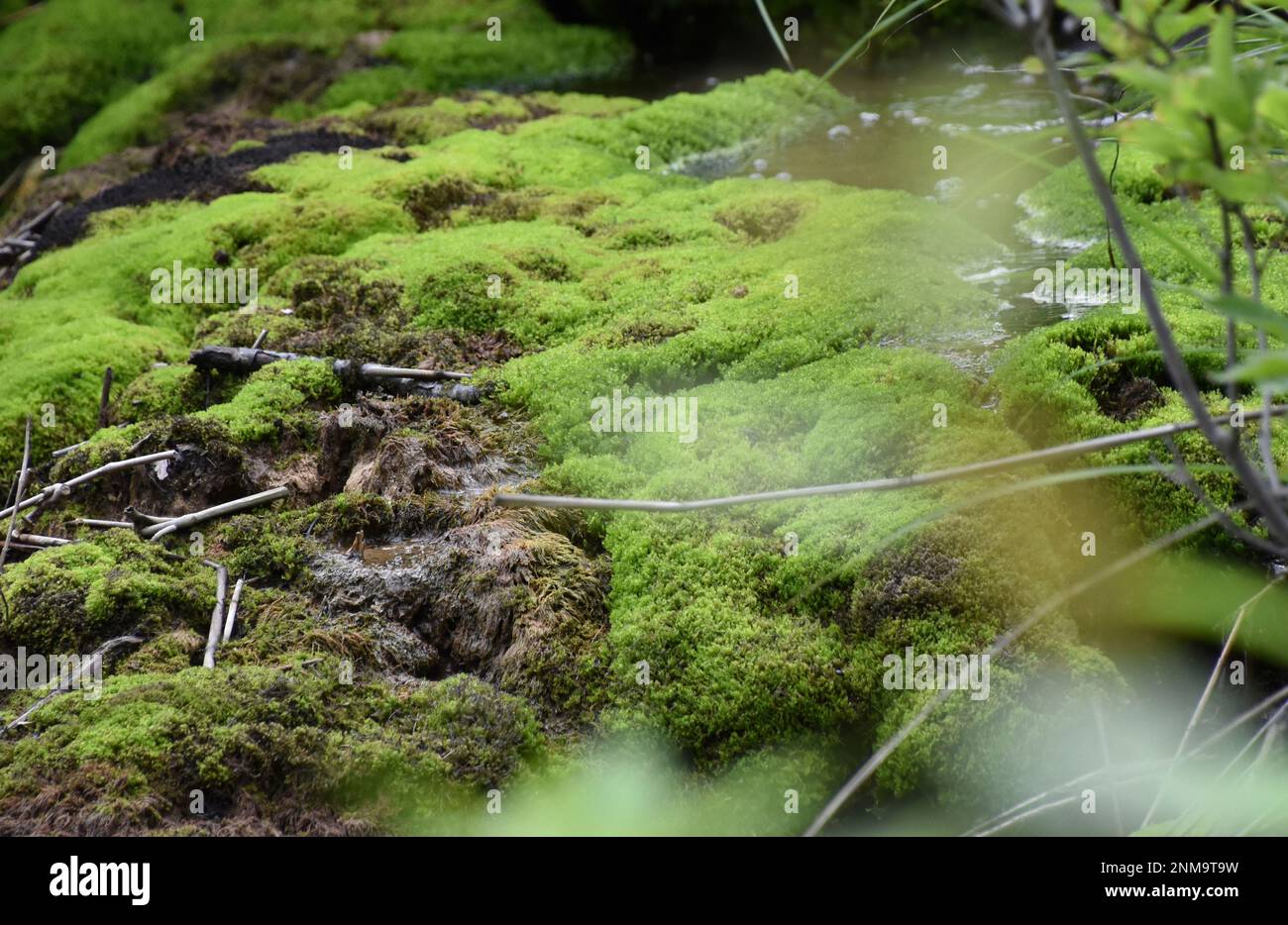 Jungermannia vulcanicola are pictured at Chatsubomigoke Koen Park in ...