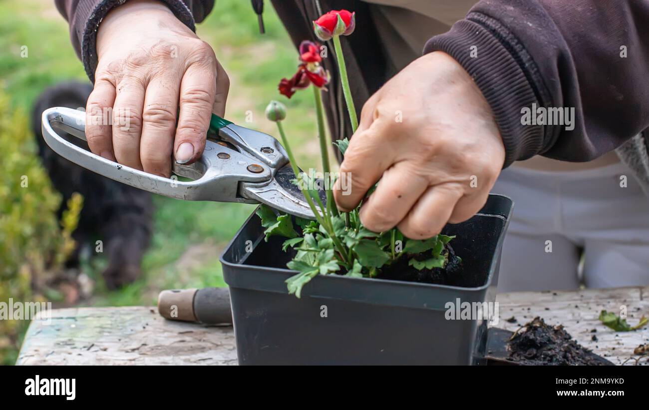 farmer's hands pruning with garden scissors a wilted ugly flower ...