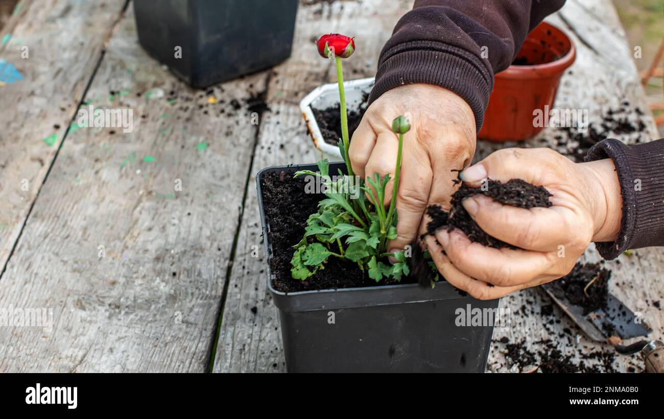 farmer's hands pruning with garden scissors a wilted ugly flower ...