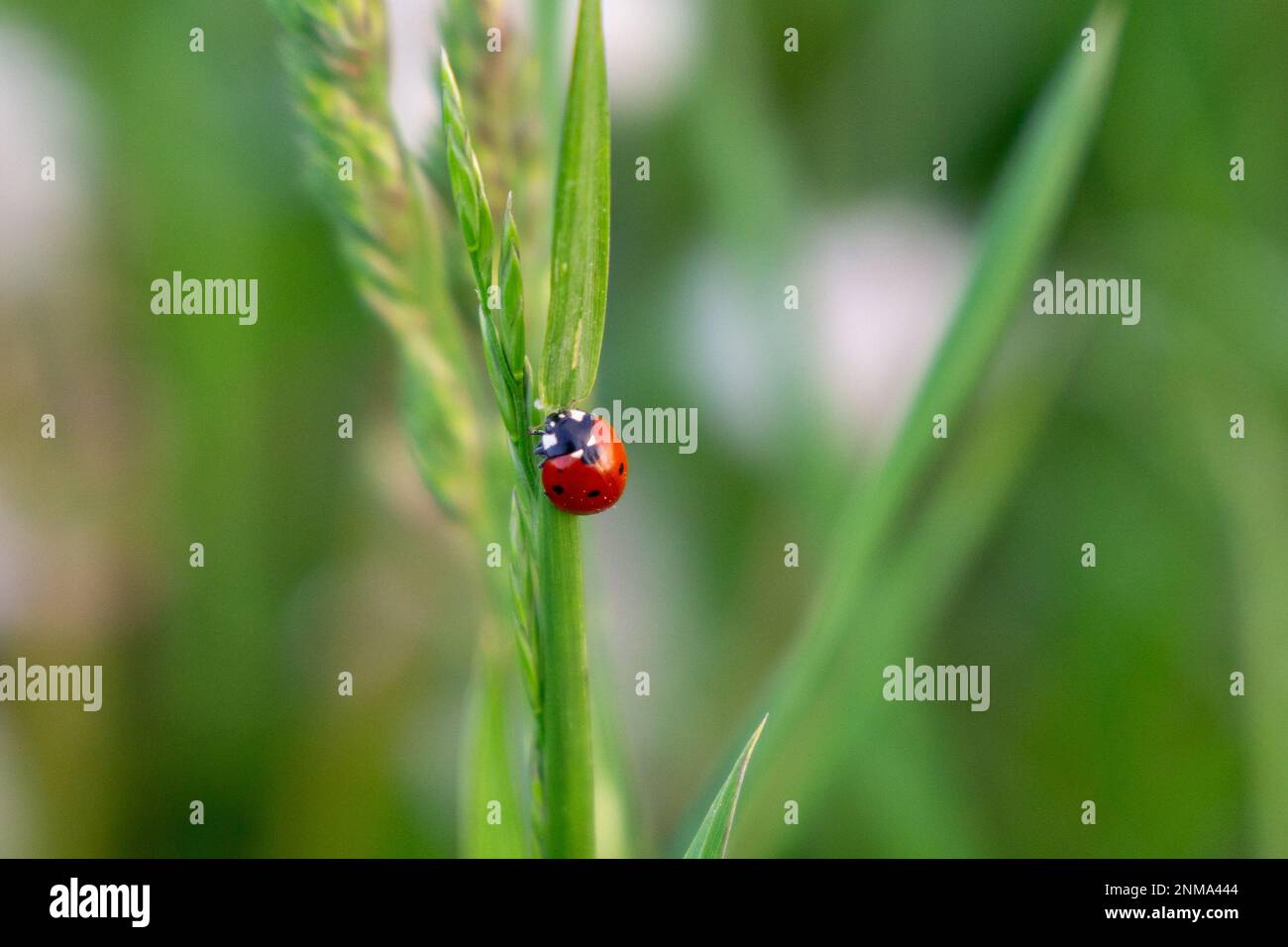 Ladybug on the green grass Stock Photo - Alamy