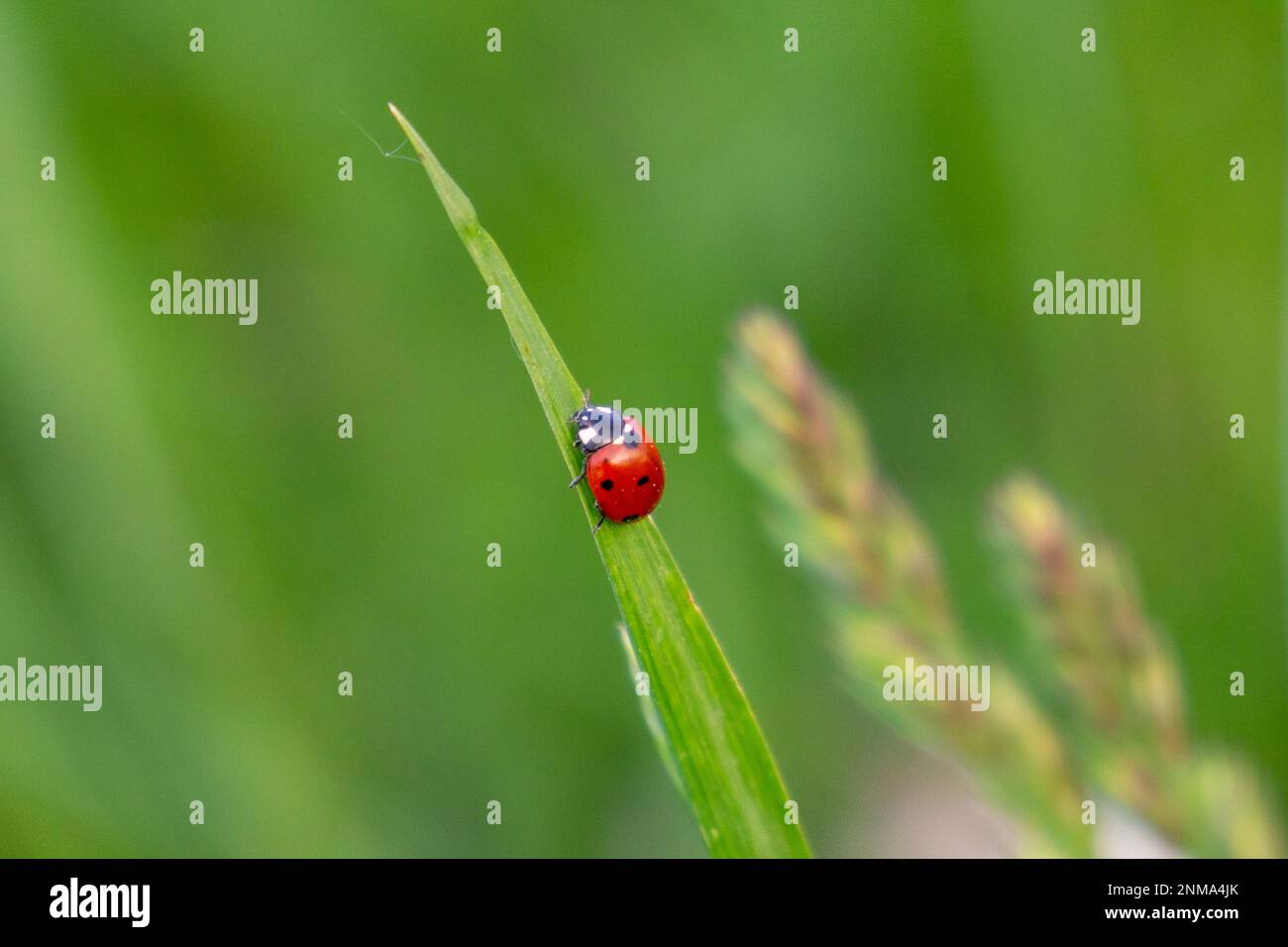 Ladybug on the green grass Stock Photo - Alamy
