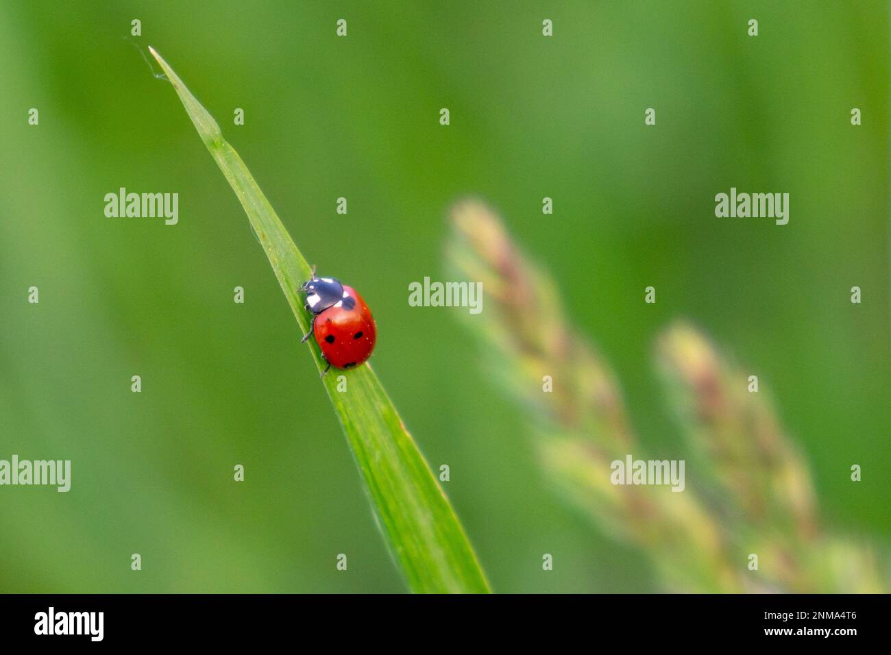 Ladybug on the green grass Stock Photo - Alamy