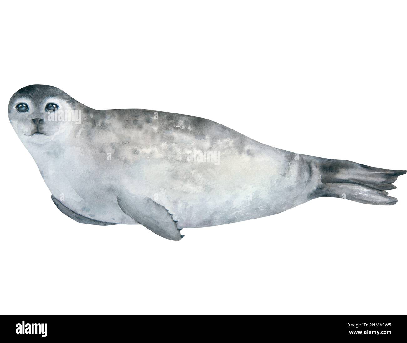 Realistic Seal Drawing