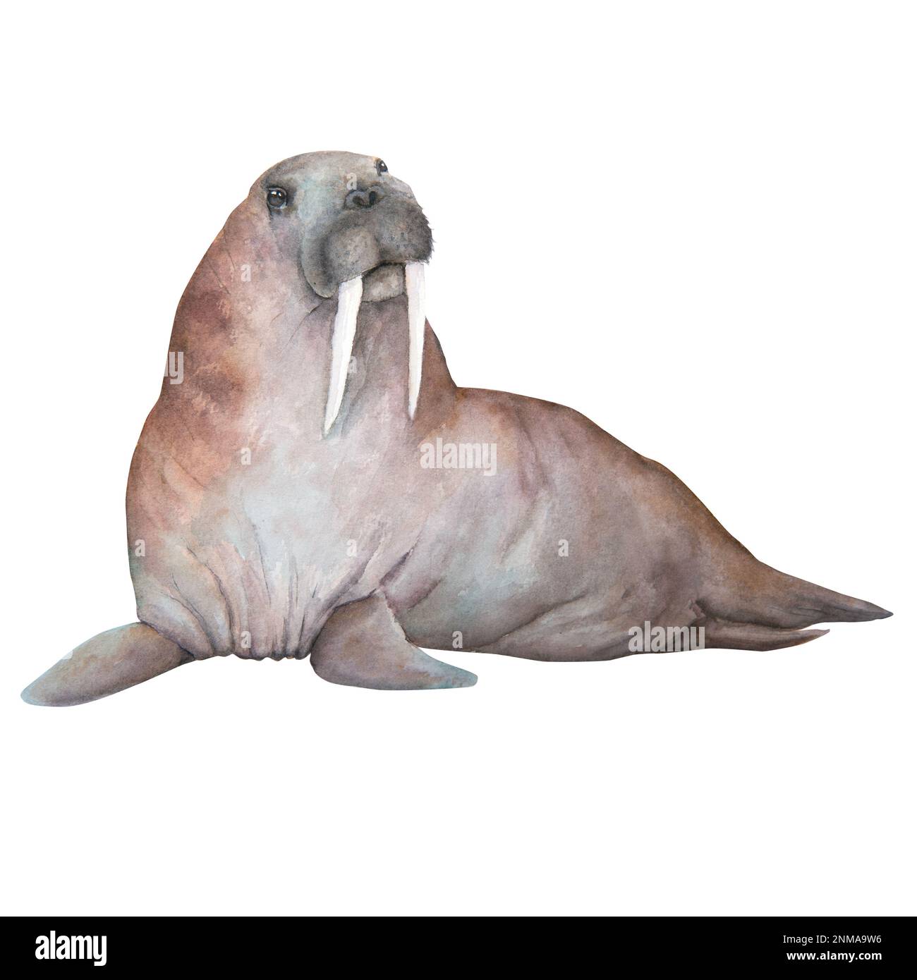 Walrus watercolor illustration isolated on white background Stock Photo ...
