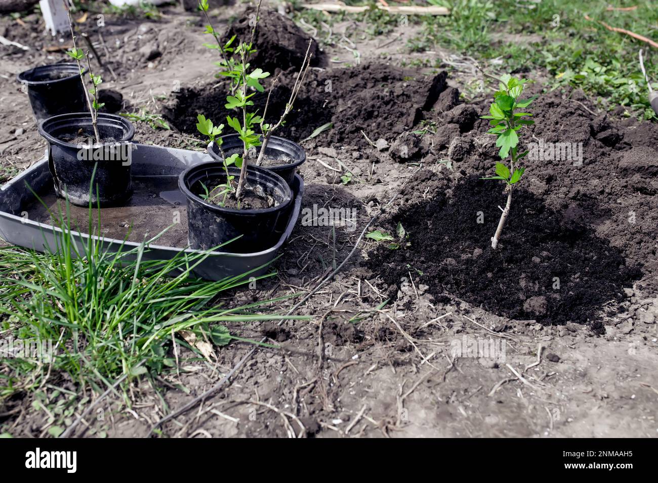 Planting rose mallow, hardy hibiscus, rose of sharon, and tropical ...