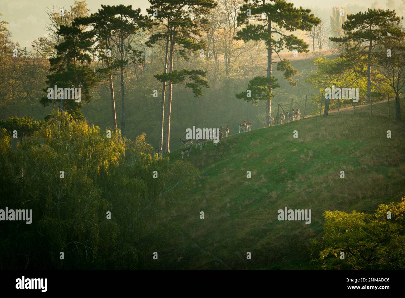 Deer in the green Czech Moravian fields. Czech republic Stock Photo - Alamy